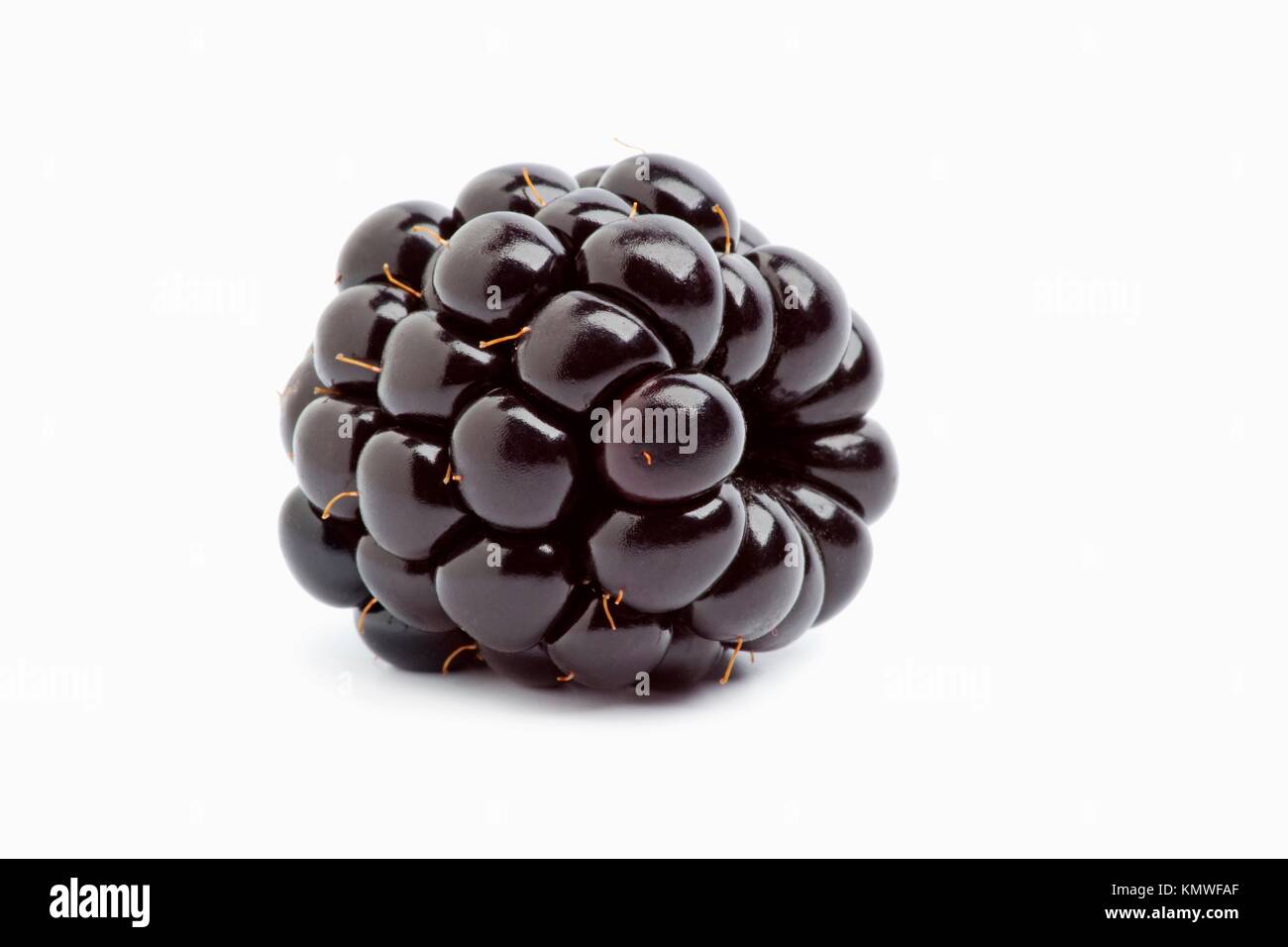 Whole single blackberry at white background Stock Photo - Alamy