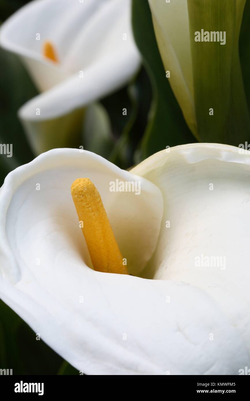 Two lilies in flower hi-res stock photography and images - Alamy