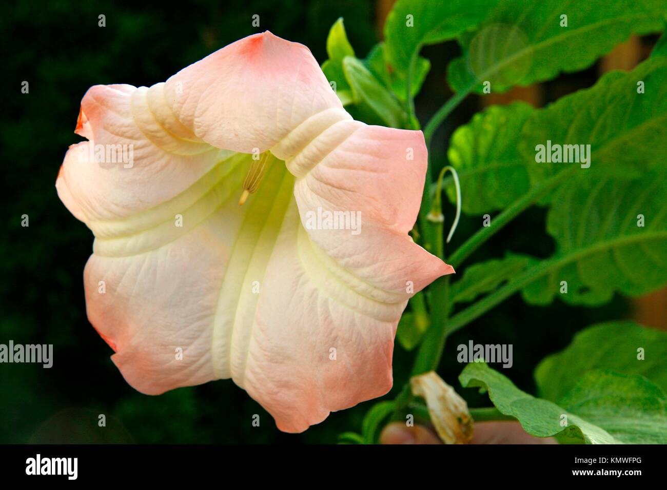 Datura High Resolution Stock Photography and Images - Alamy