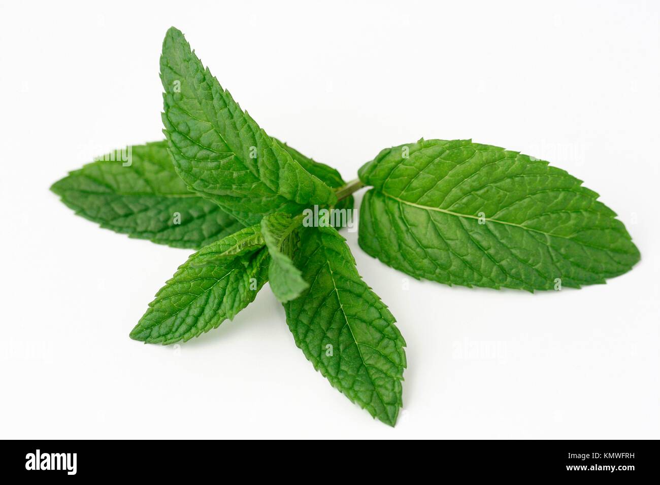 Mentha Sp High Resolution Stock Photography and Images - Alamy