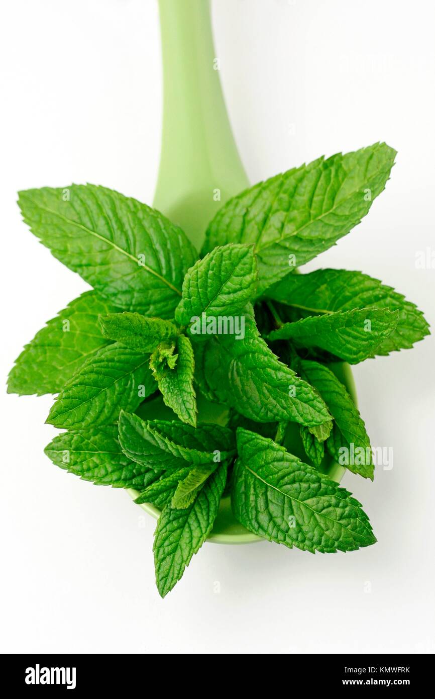 Mentha medicinal hi-res stock photography and images - Alamy