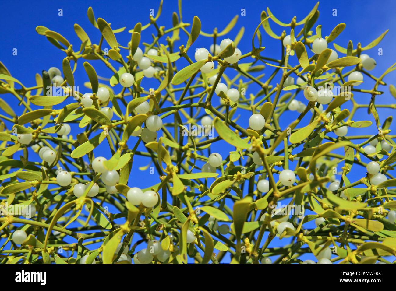 Mistletoe Plant Stock Photos & Mistletoe Plant Stock Images - Alamy