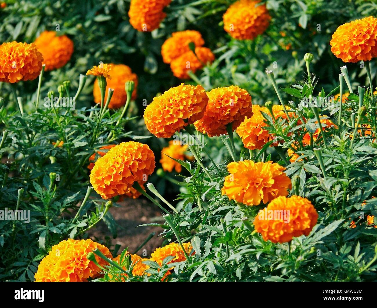 Tagetes Erecta High Resolution Stock Photography and Images - Alamy