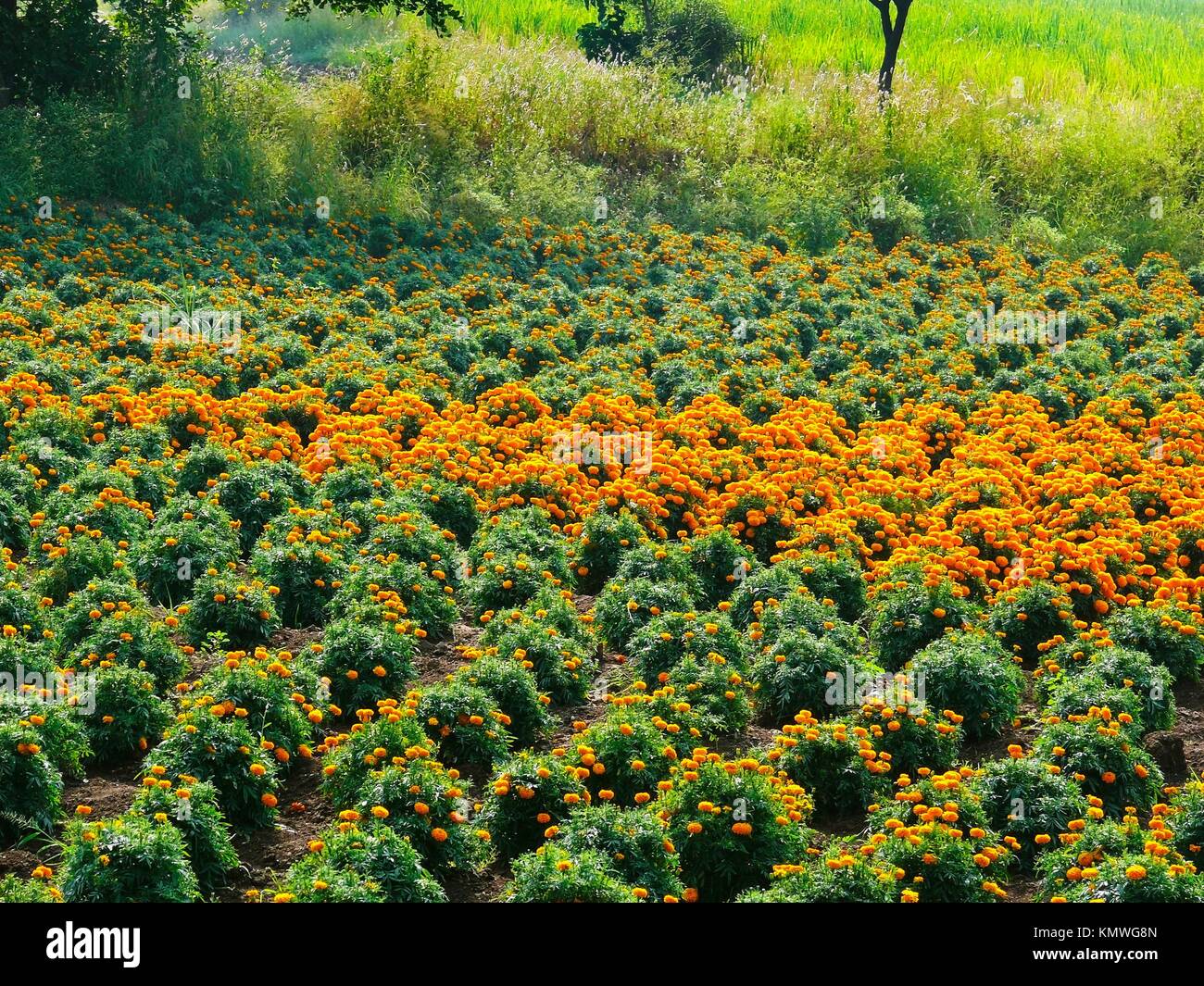 Marigold texture hi-res stock photography and images - Alamy