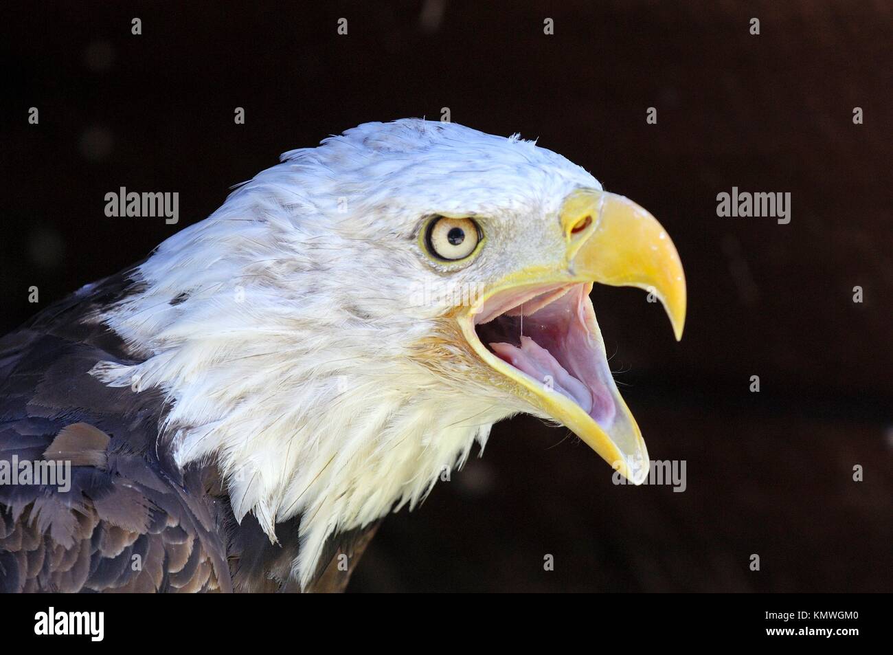 Screaming Bald Eagle Haliaeetus leucocephalus Stock Photo - Alamy