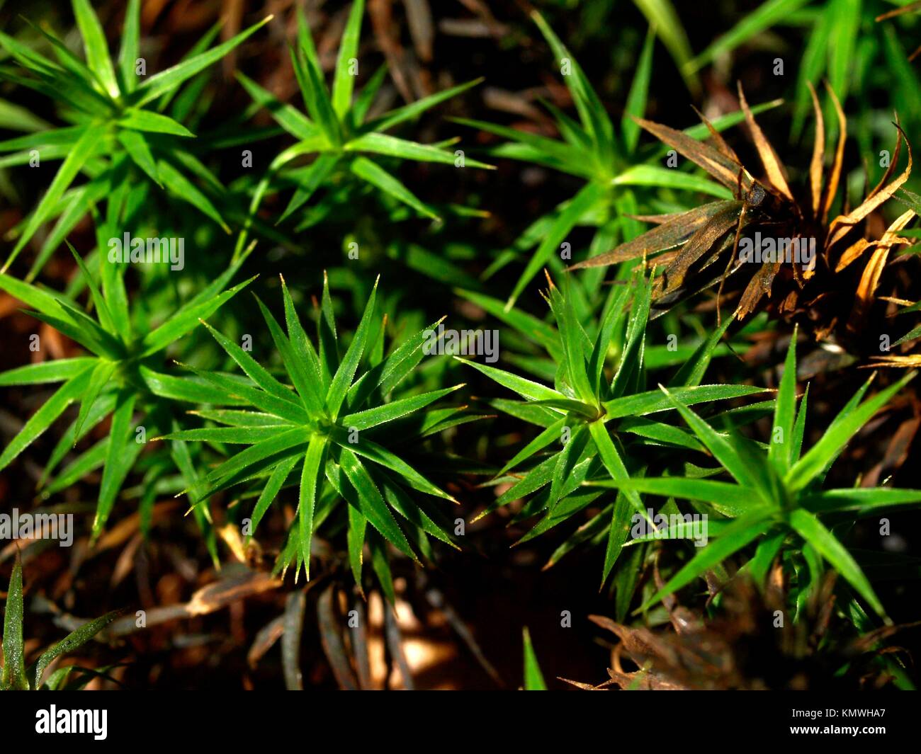Ground cover moss hi-res stock photography and images - Alamy