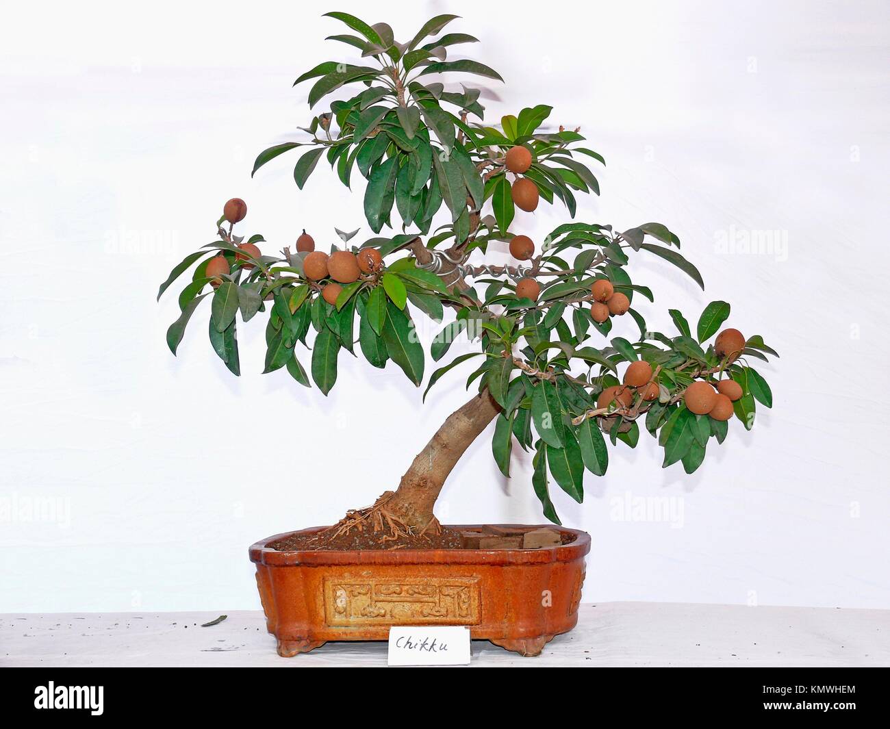 Indian sapodilla hi-res stock photography and images - Alamy