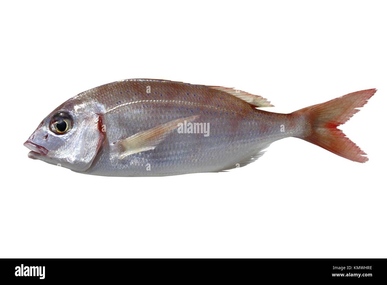 Fish skin texture Cut Out Stock Images & Pictures - Alamy