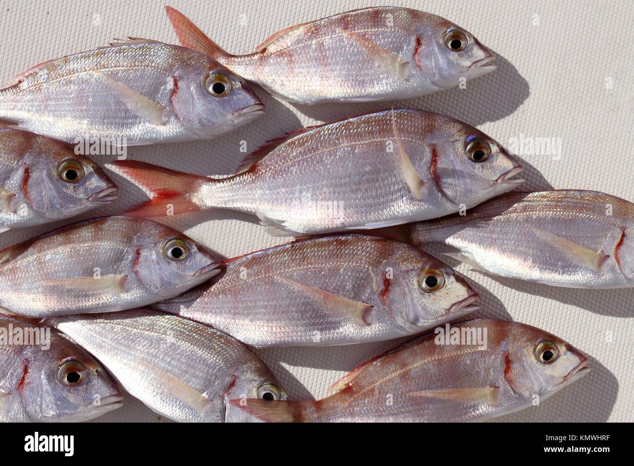 Fresh raw fish common pandora hi-res stock photography and images - Alamy