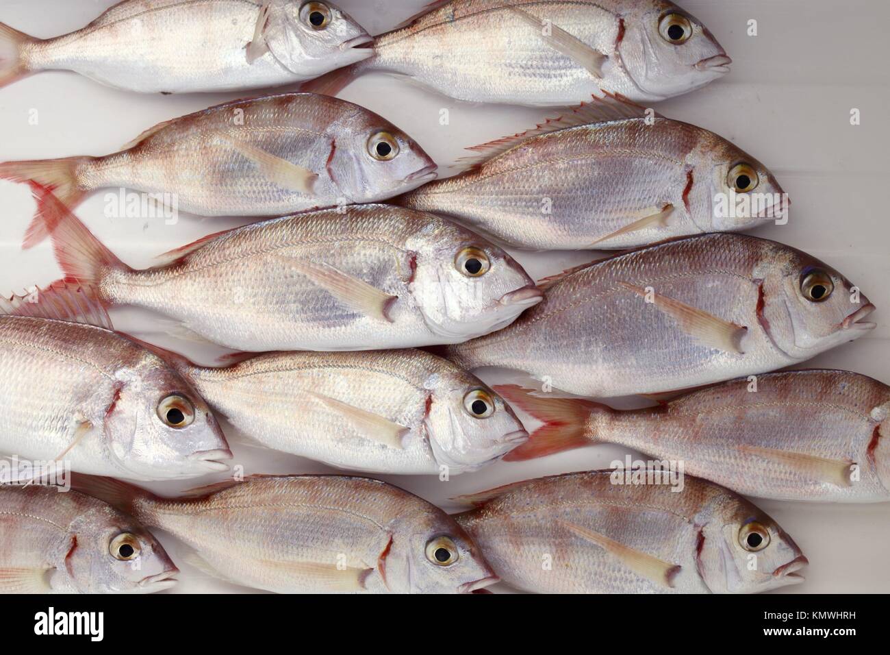 Fresh raw fish common pandora hi-res stock photography and images - Alamy