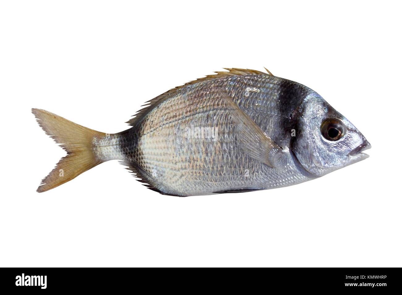 Fish band hi-res stock photography and images - Alamy