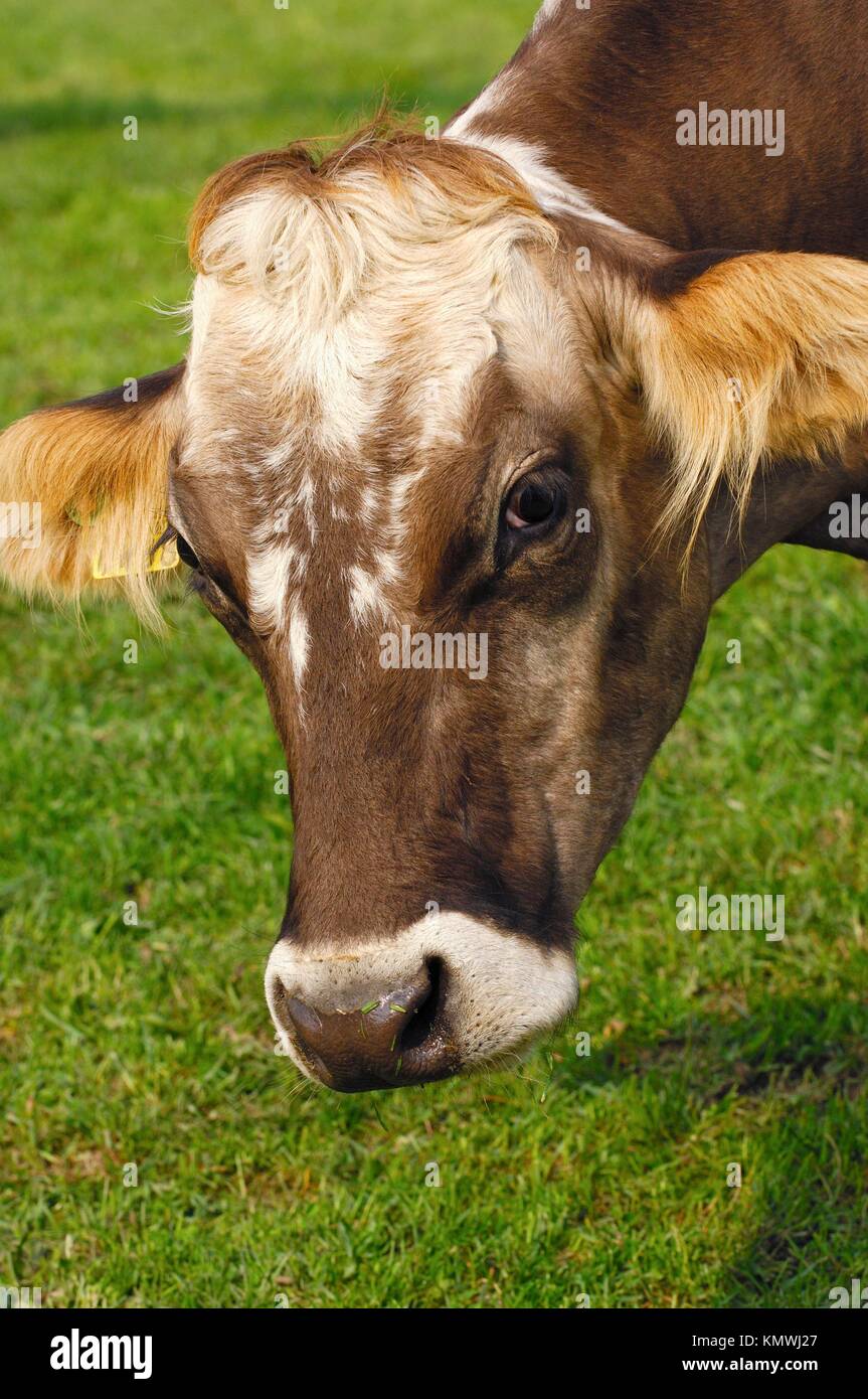 Hornless Cow High Resolution Stock Photography and Images - Alamy