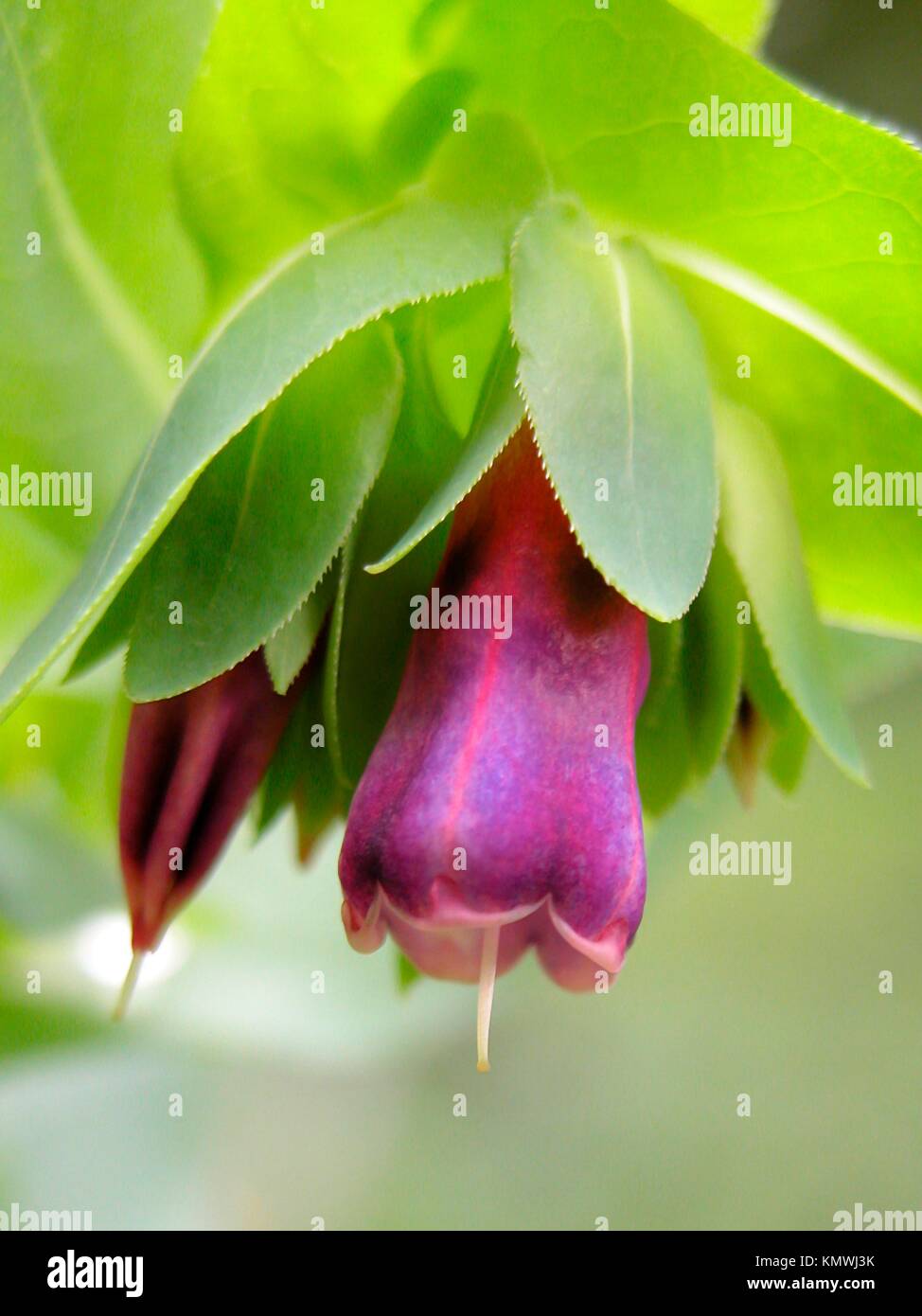 Blue shrimp plant hi-res stock photography and images - Alamy