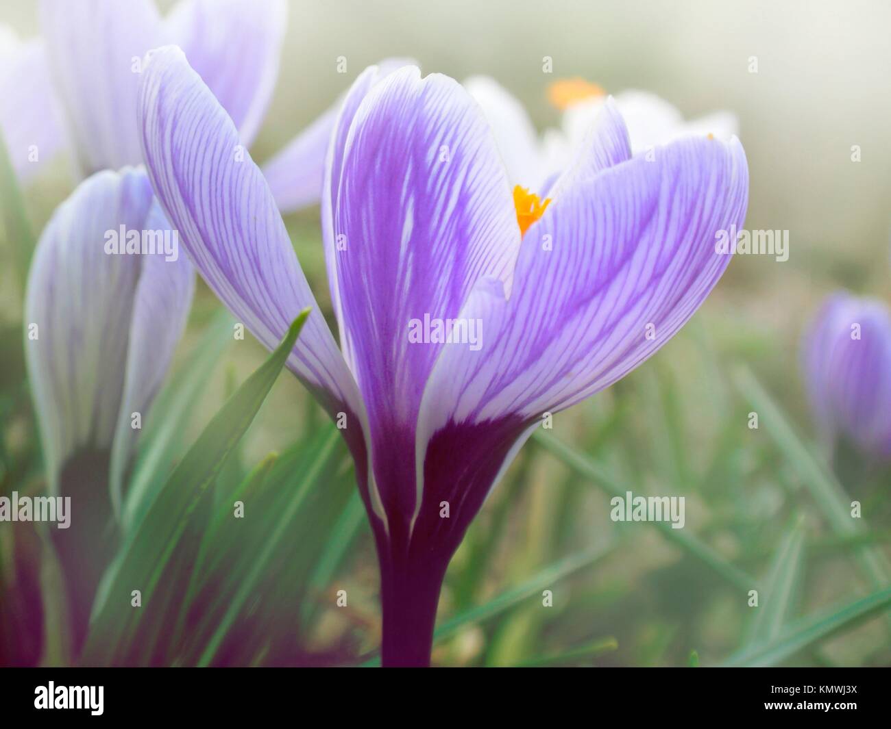 Crocus flowers in early spring Stock Photo - Alamy