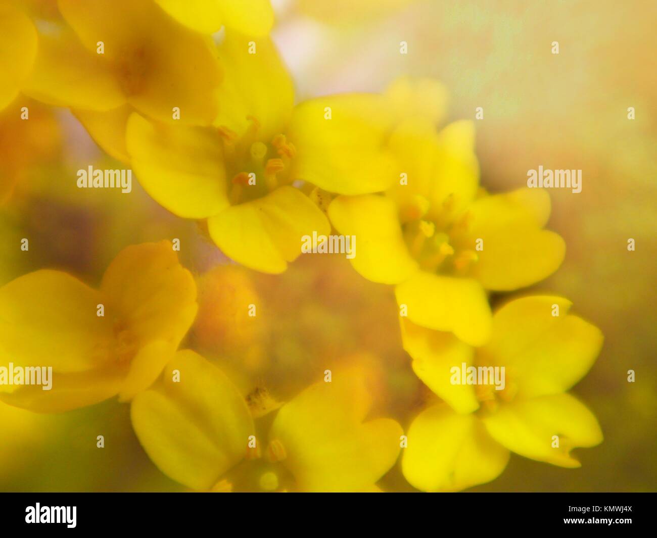 Gold alyssum hi-res stock photography and images - Alamy