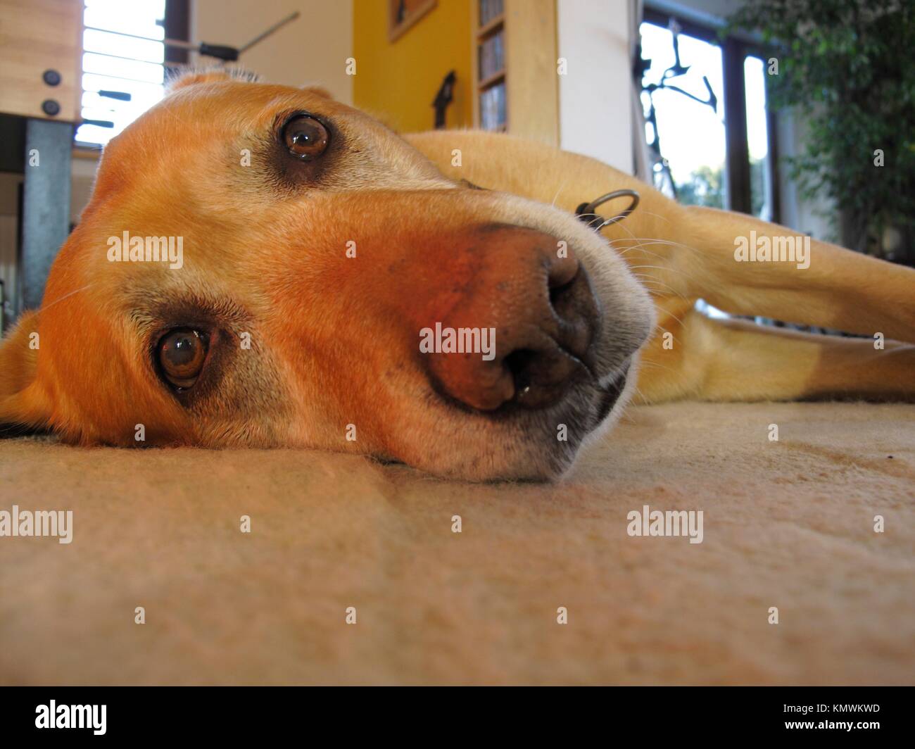 Weary animal hi-res stock photography and images - Alamy