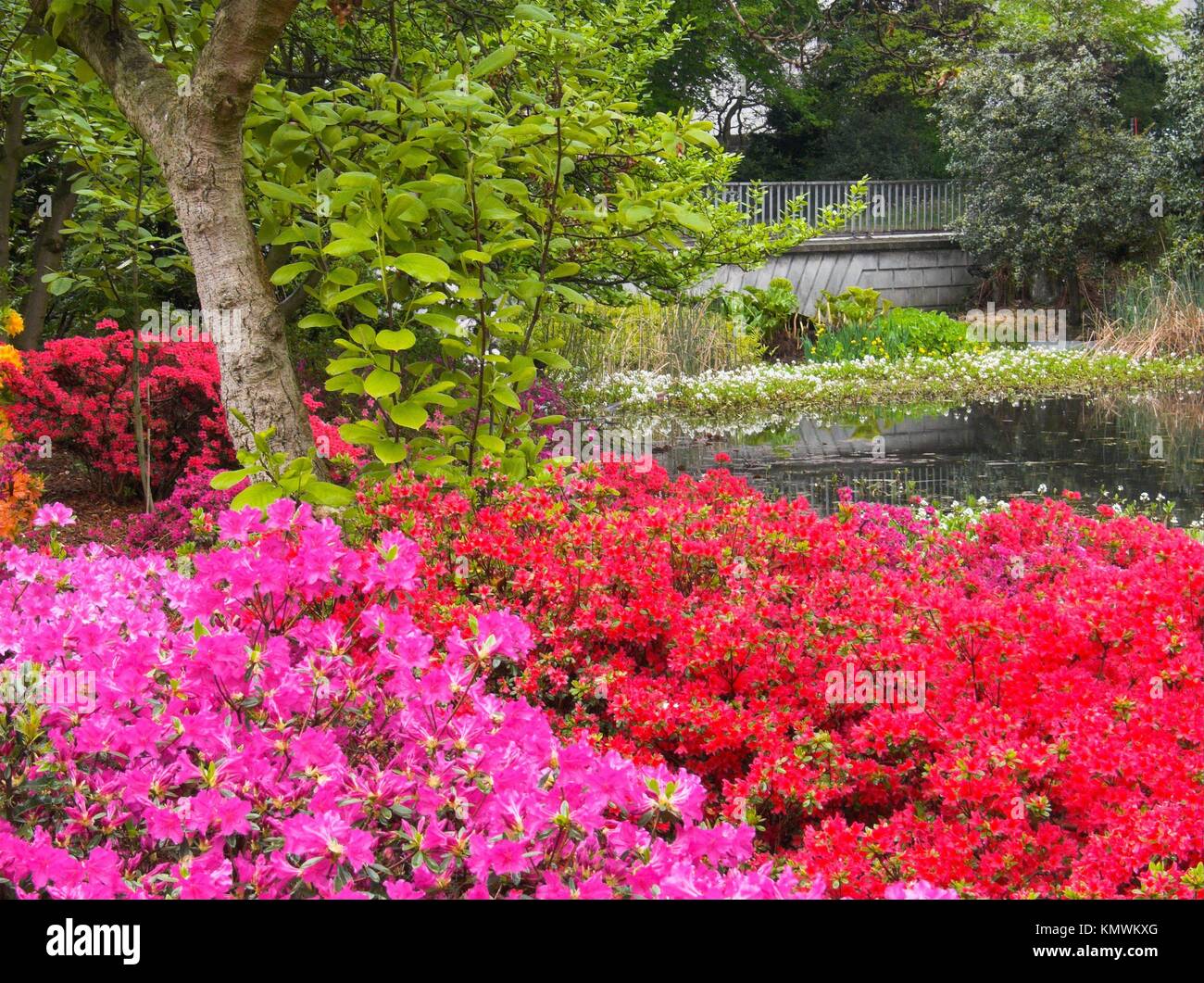 Arboretum azalea belgium gand hi-res stock photography and images - Alamy