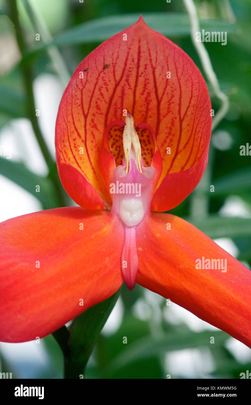 Disa orchid africa hi-res stock photography and images - Alamy