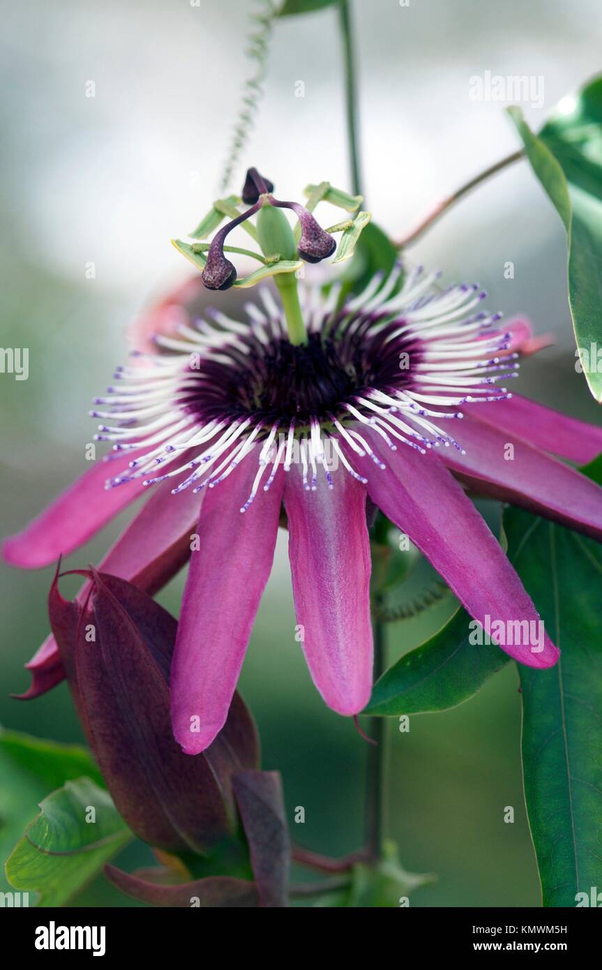 Passiflora Violacea Stock Photos & Passiflora Violacea Stock Images - Alamy