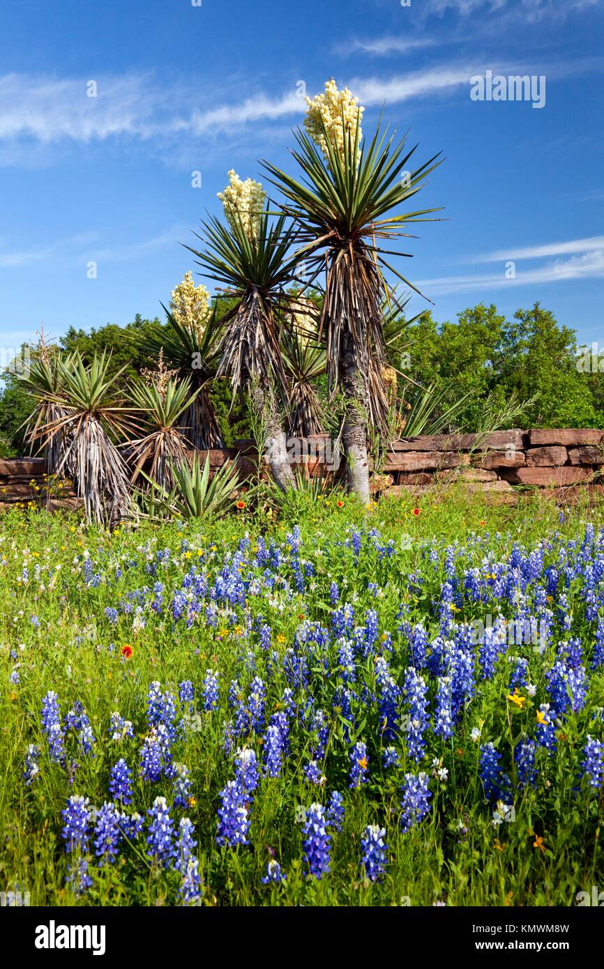 Texas yucca plants hi-res stock photography and images - Alamy