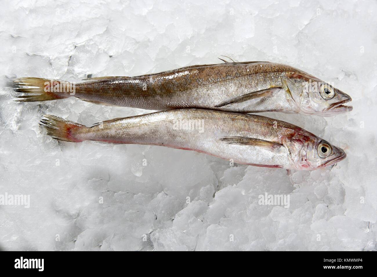 Tail hake hi-res stock photography and images - Alamy