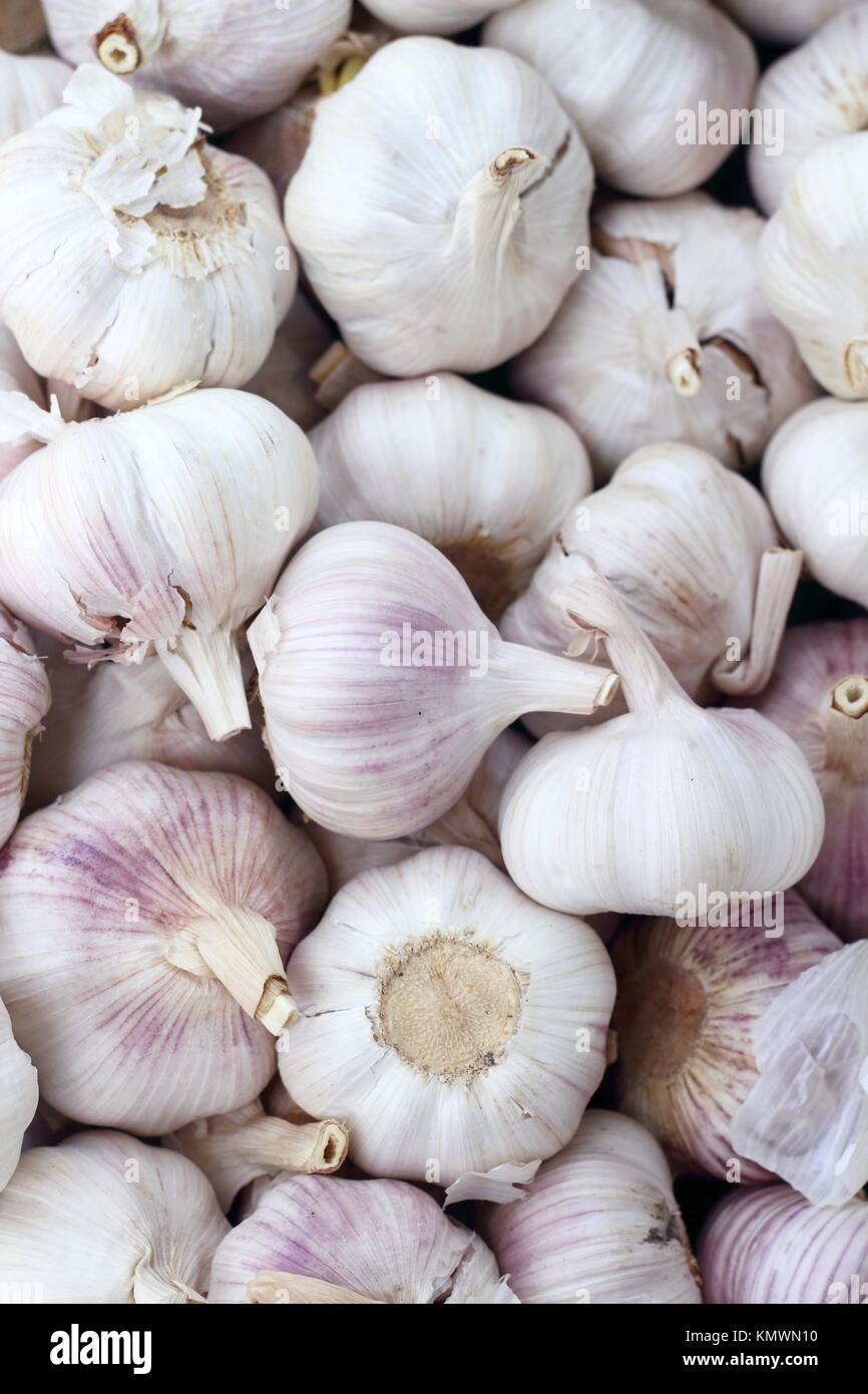 garlic pattern background on market in spain Stock Photo - Alamy