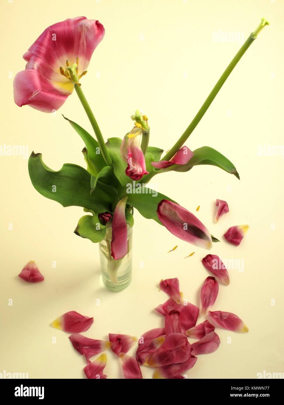 Dissected Plant High Resolution Stock Photography and Images - Alamy