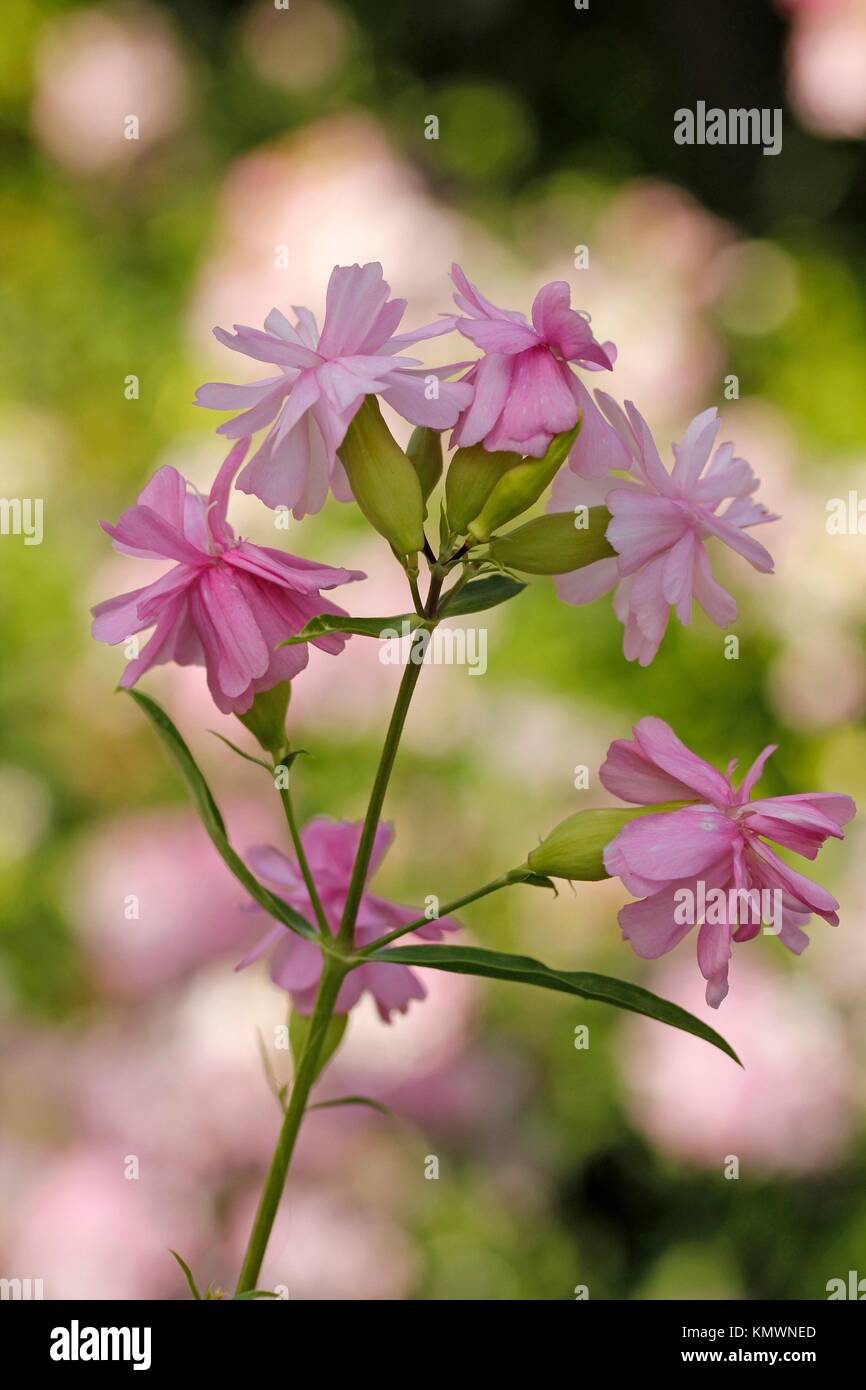 Saponaria officinalis hi-res stock photography and images - Alamy