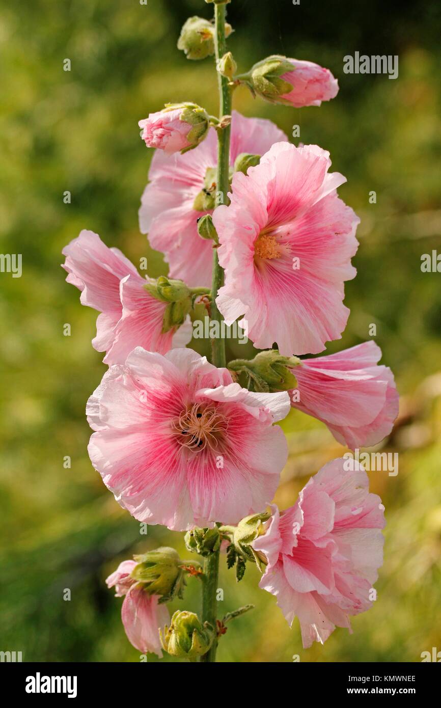 Althaea rosea hi-res stock photography and images - Alamy