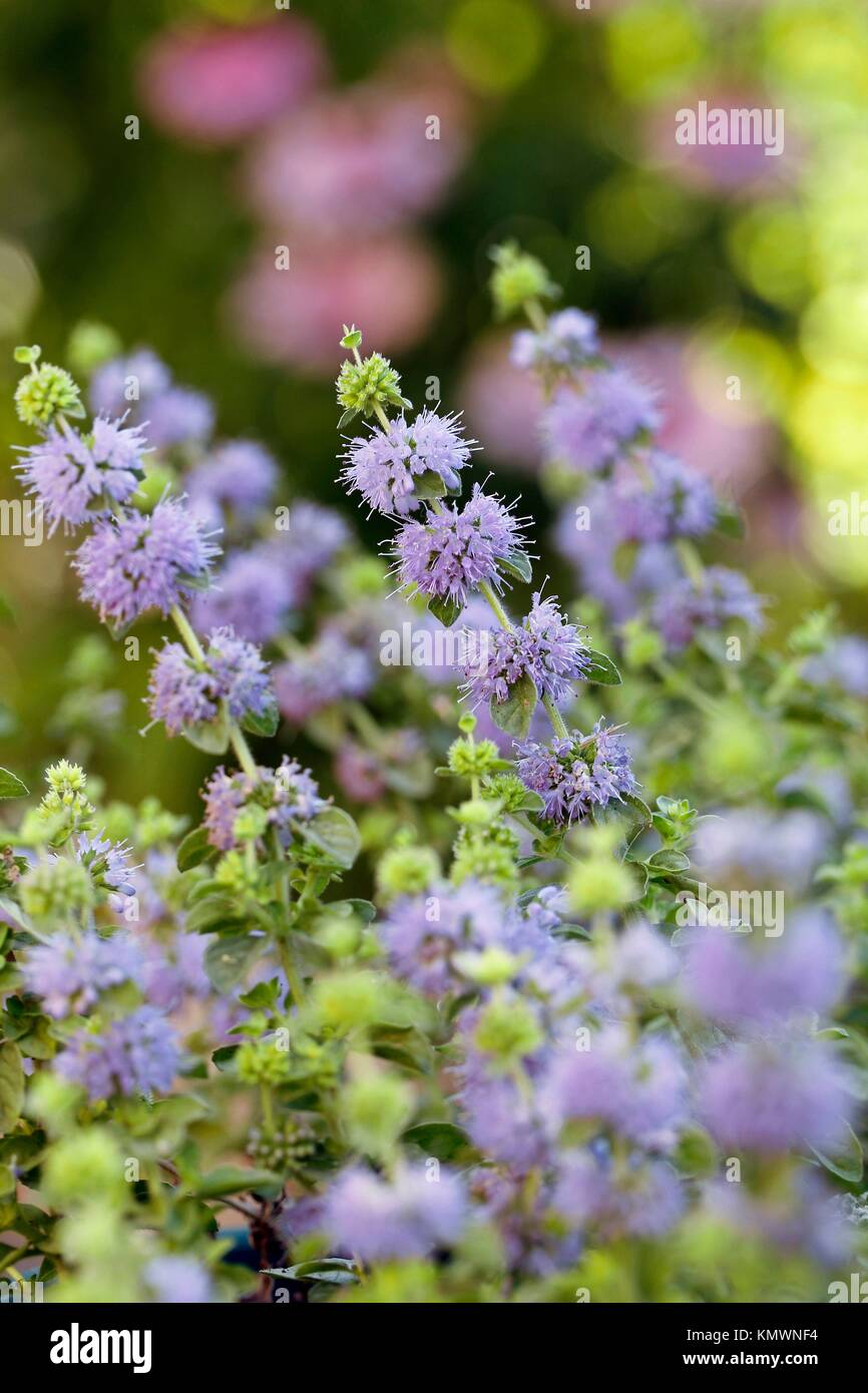 Pennyroyal Herbal Tea