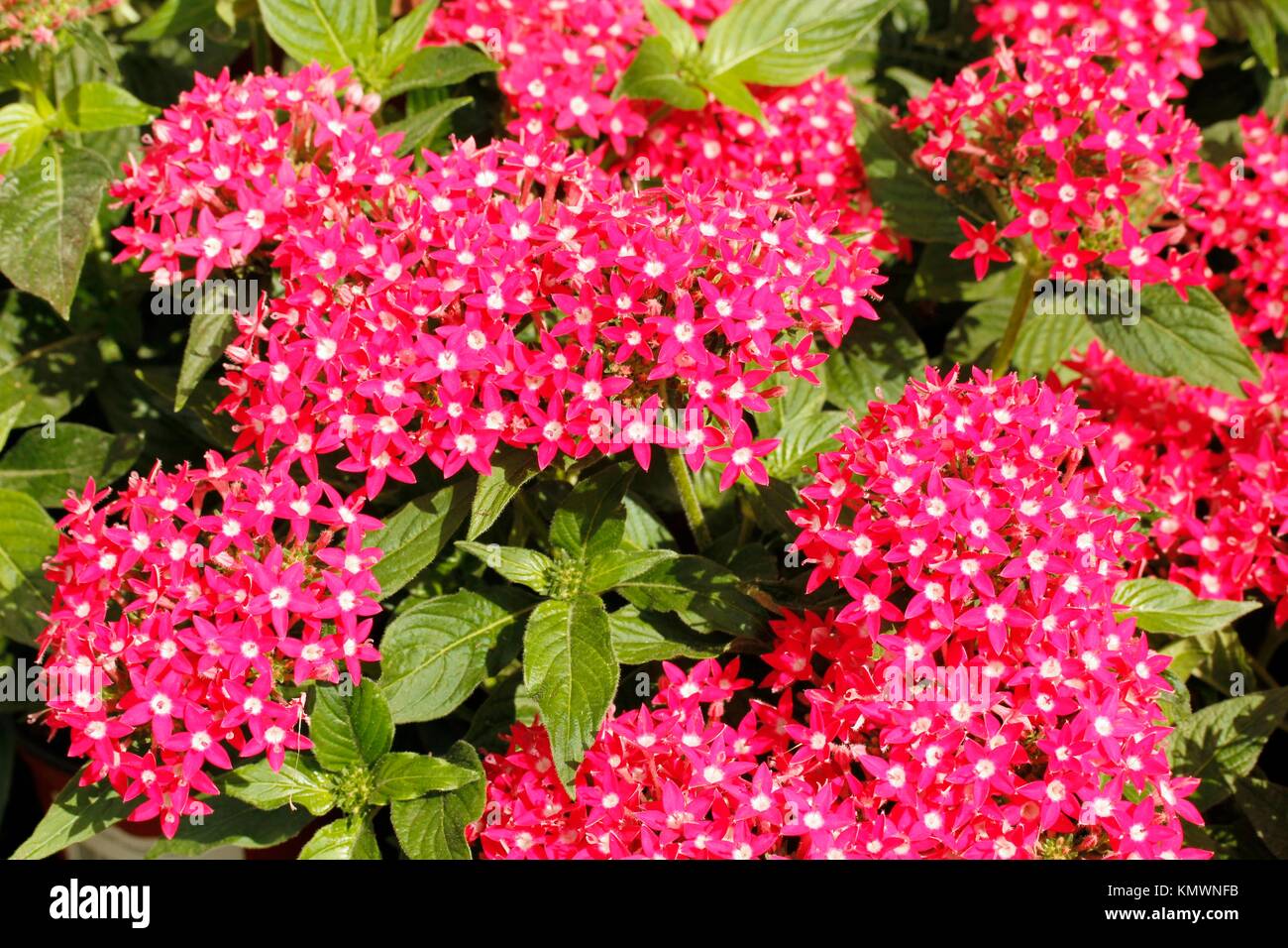 Pentas Stock Photos & Pentas Stock Images - Alamy