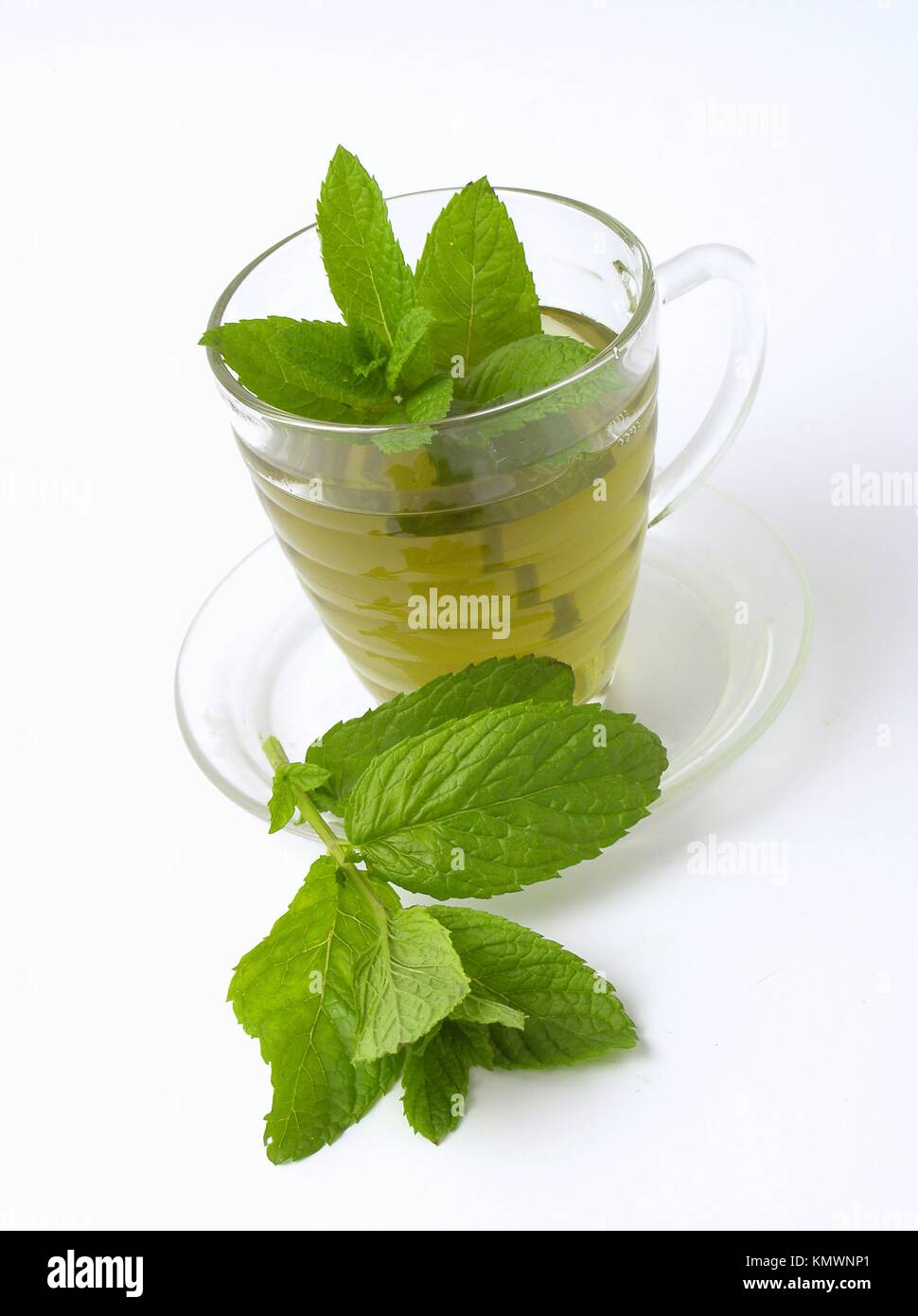 Mint infusion Mentha sp Stock Photo - Alamy