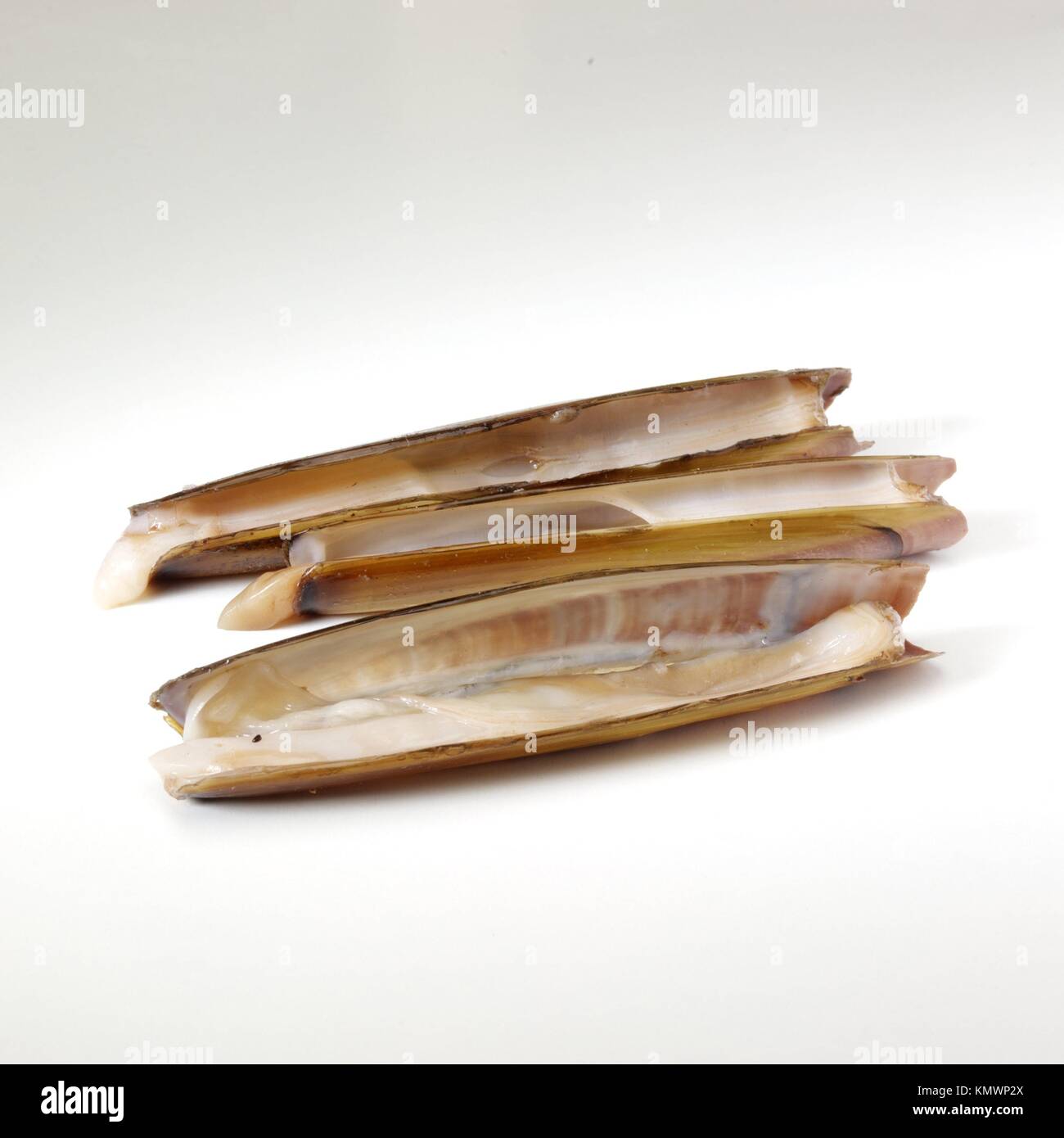 Razor shell ensis arcuatus hi-res stock photography and images - Alamy