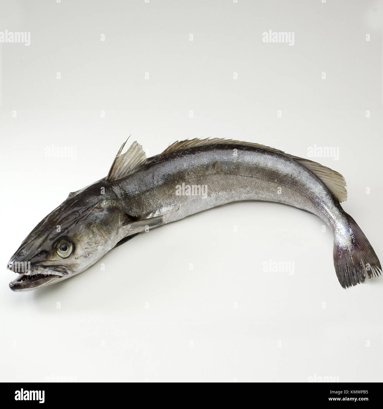 Hake cut out hi-res stock photography and images - Alamy