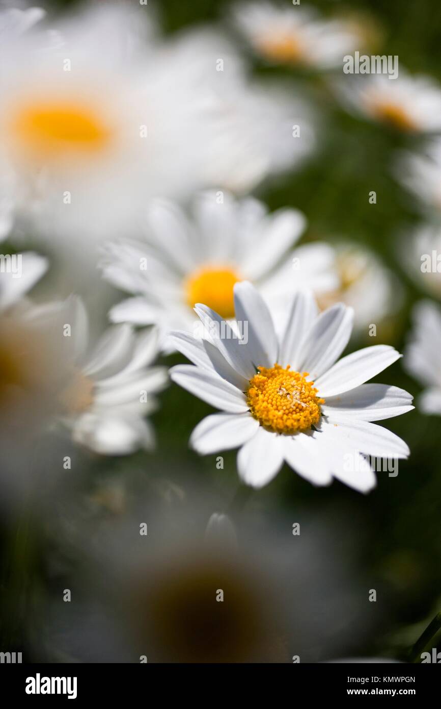 Garden with Anthemis maritima Stock Photo - Alamy