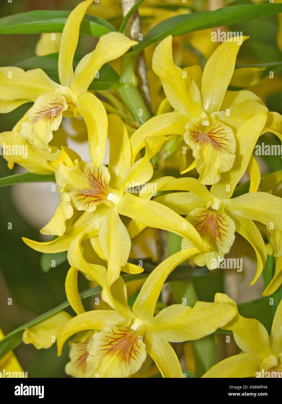 Orchid Dendrobium sp Stock Photo - Alamy