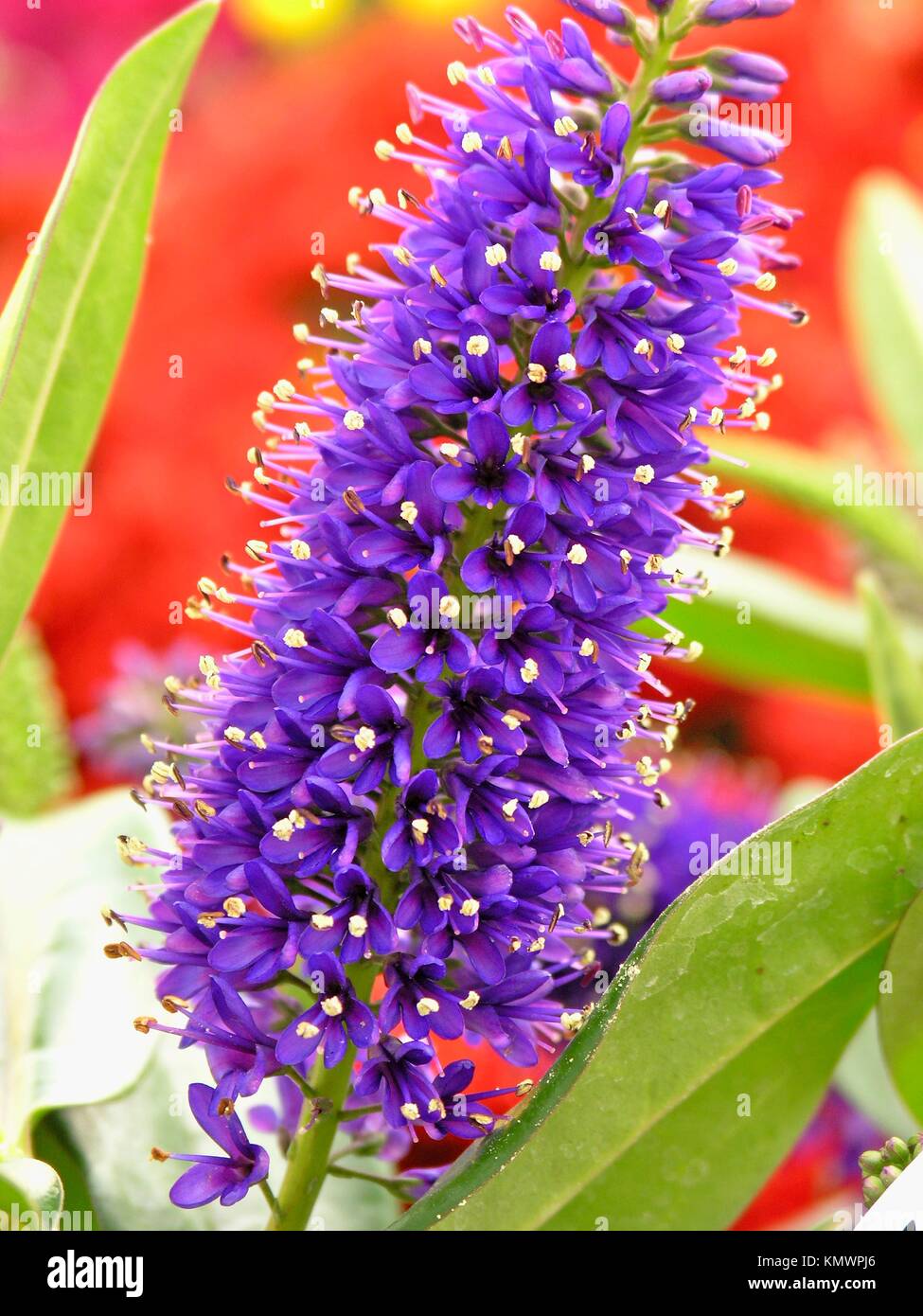 Blue hebe hi-res stock photography and images - Alamy