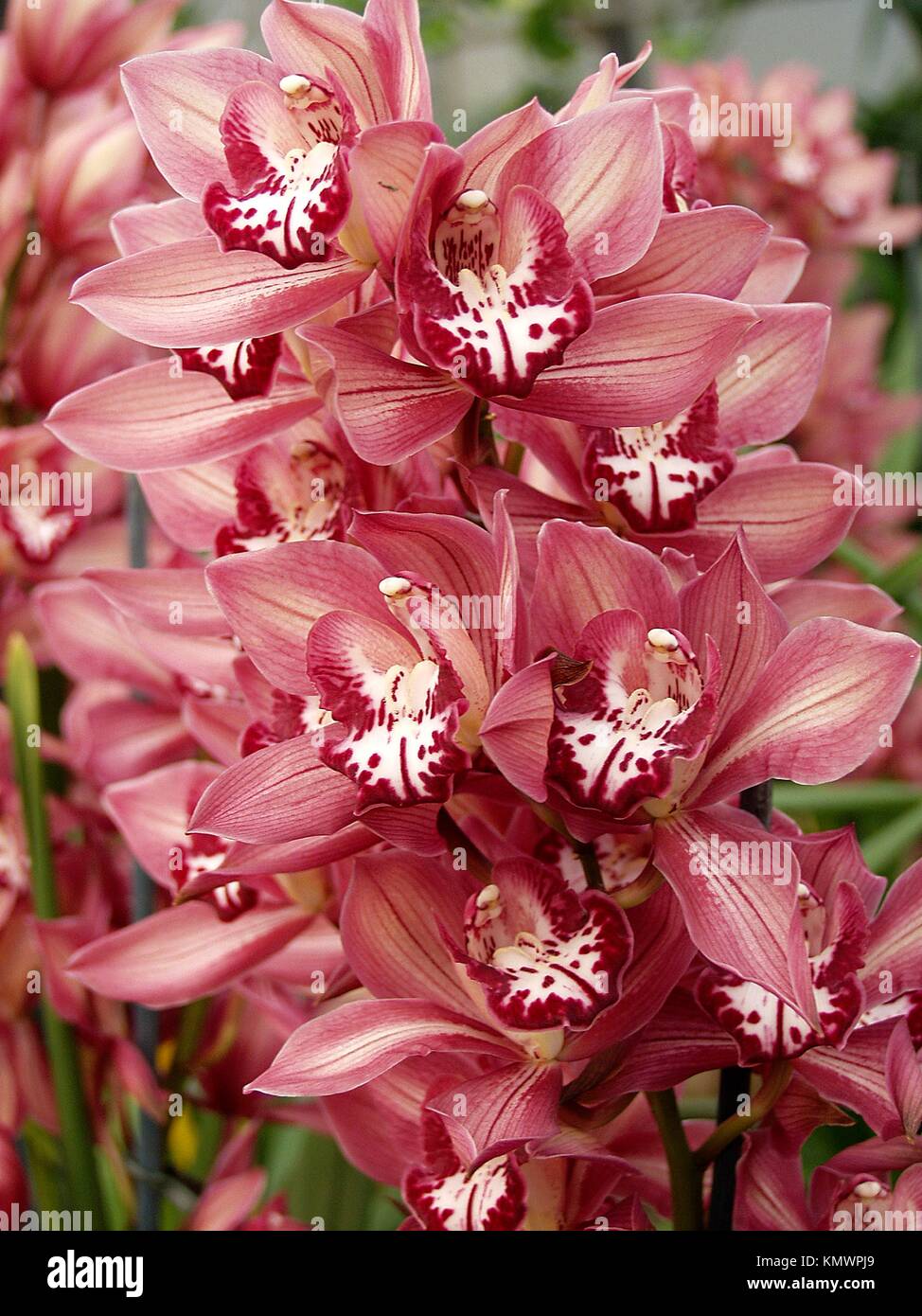Cymbidium Sp High Resolution Stock Photography and Images - Alamy