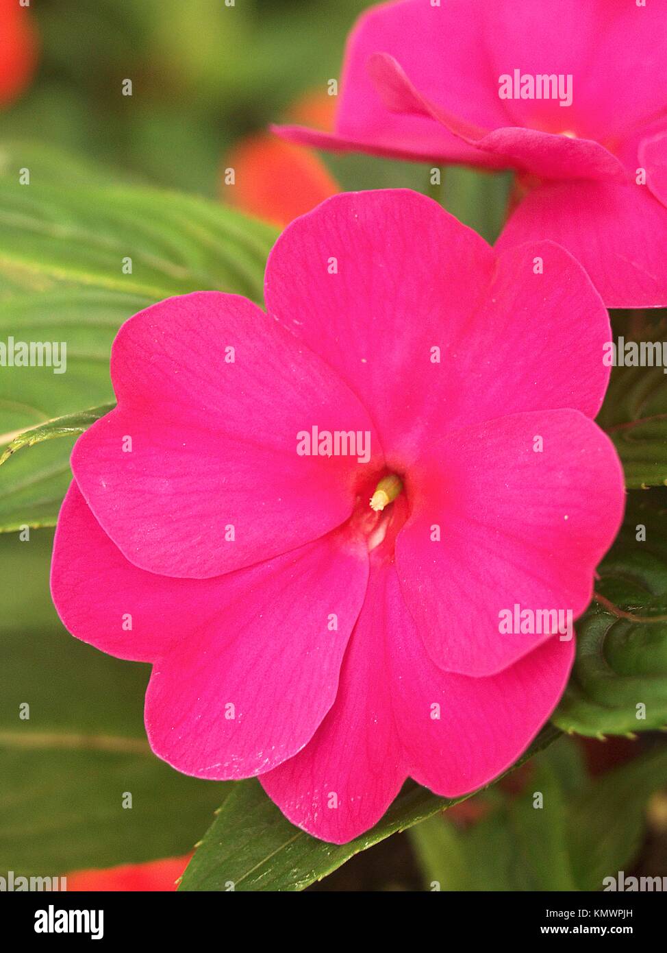 Impatiens impatiens sp hi-res stock photography and images - Alamy