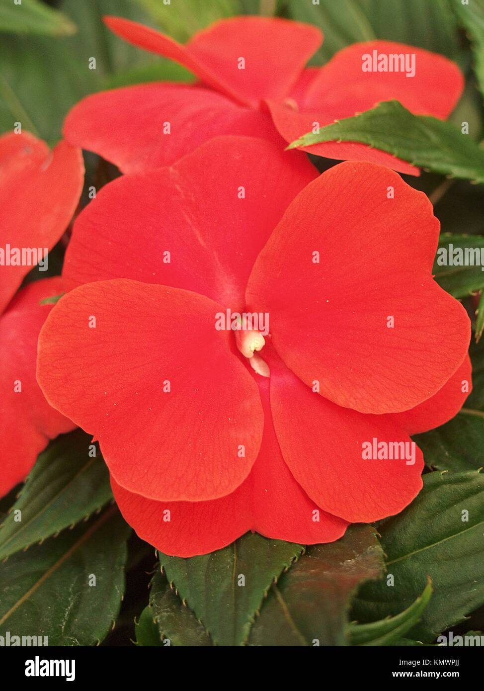 Impatiens impatiens sp hi-res stock photography and images - Alamy