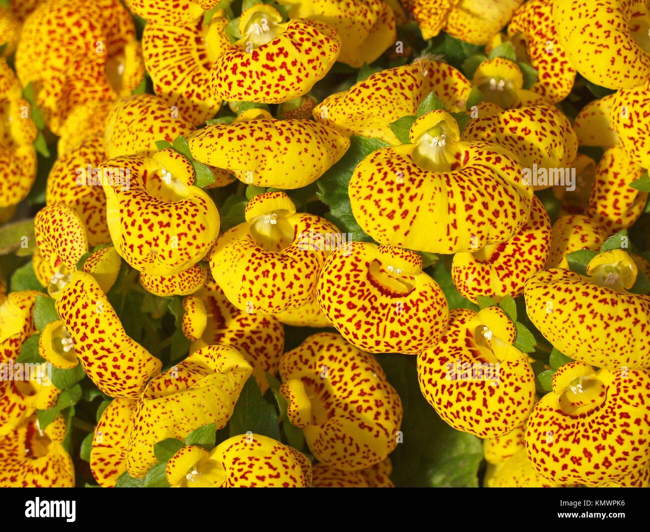 Calceolaria Calceolaria Sp High Resolution Stock Photography and Images ...