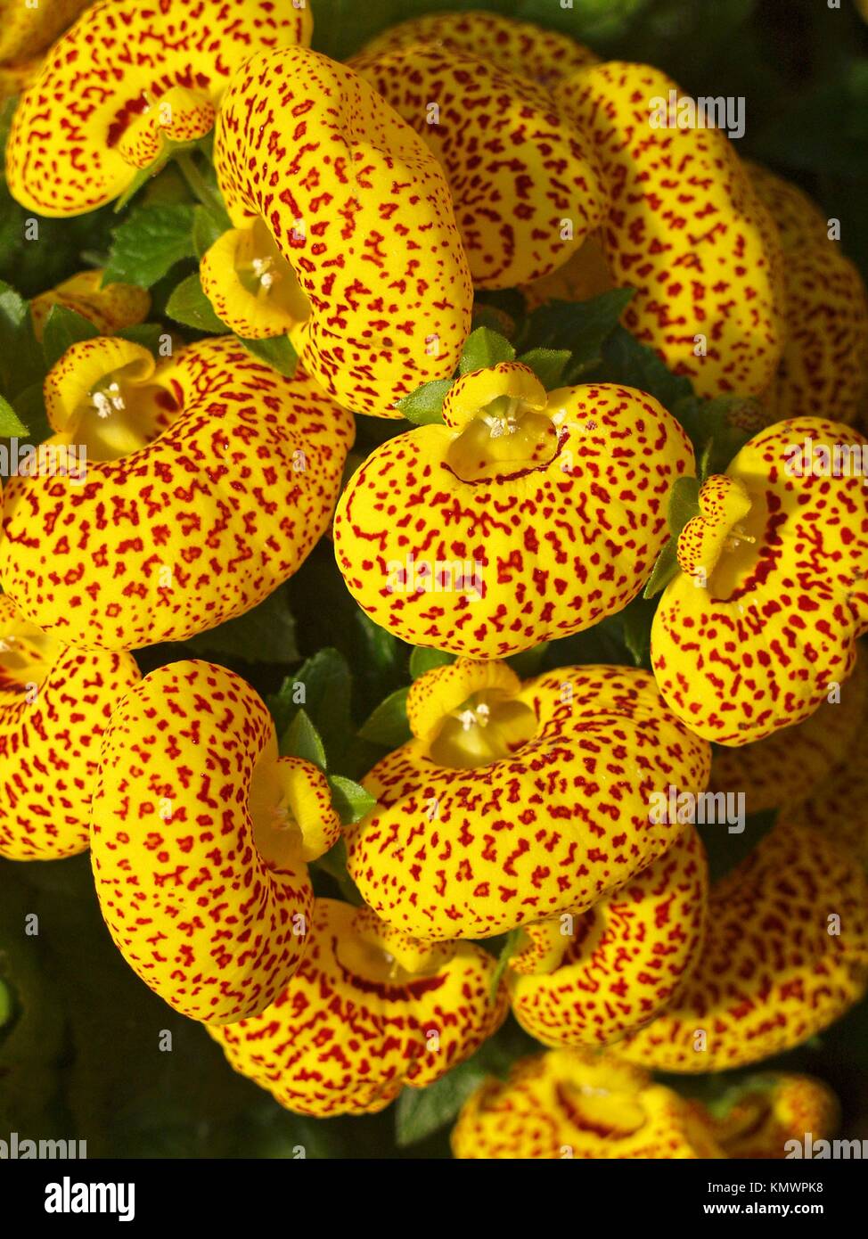 Calceolaria calceolaria sp hi-res stock photography and images - Alamy
