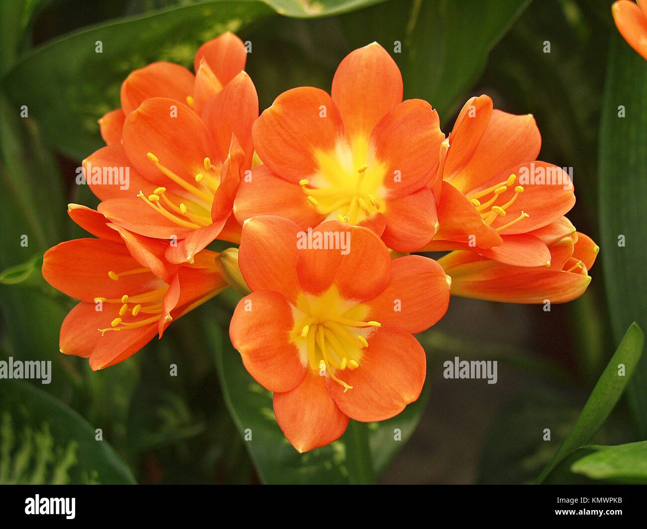 Clivia miniata image hi-res stock photography and images - Alamy