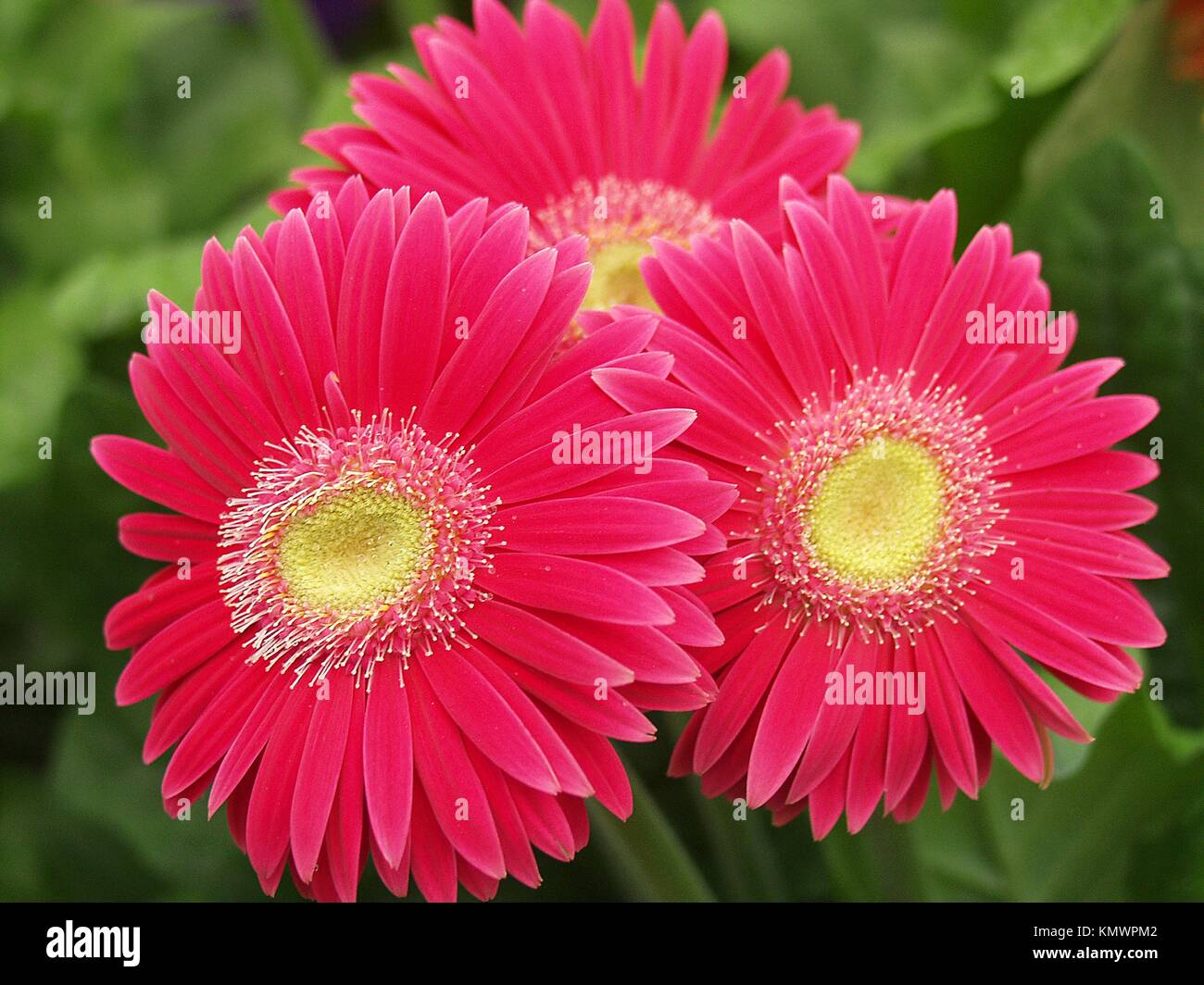 Gerbera hybrid hi-res stock photography and images - Alamy