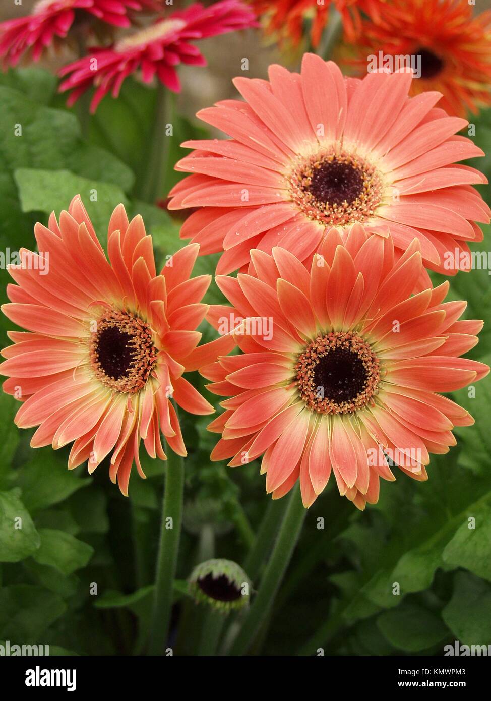 Gerbera hybrid hi-res stock photography and images - Alamy