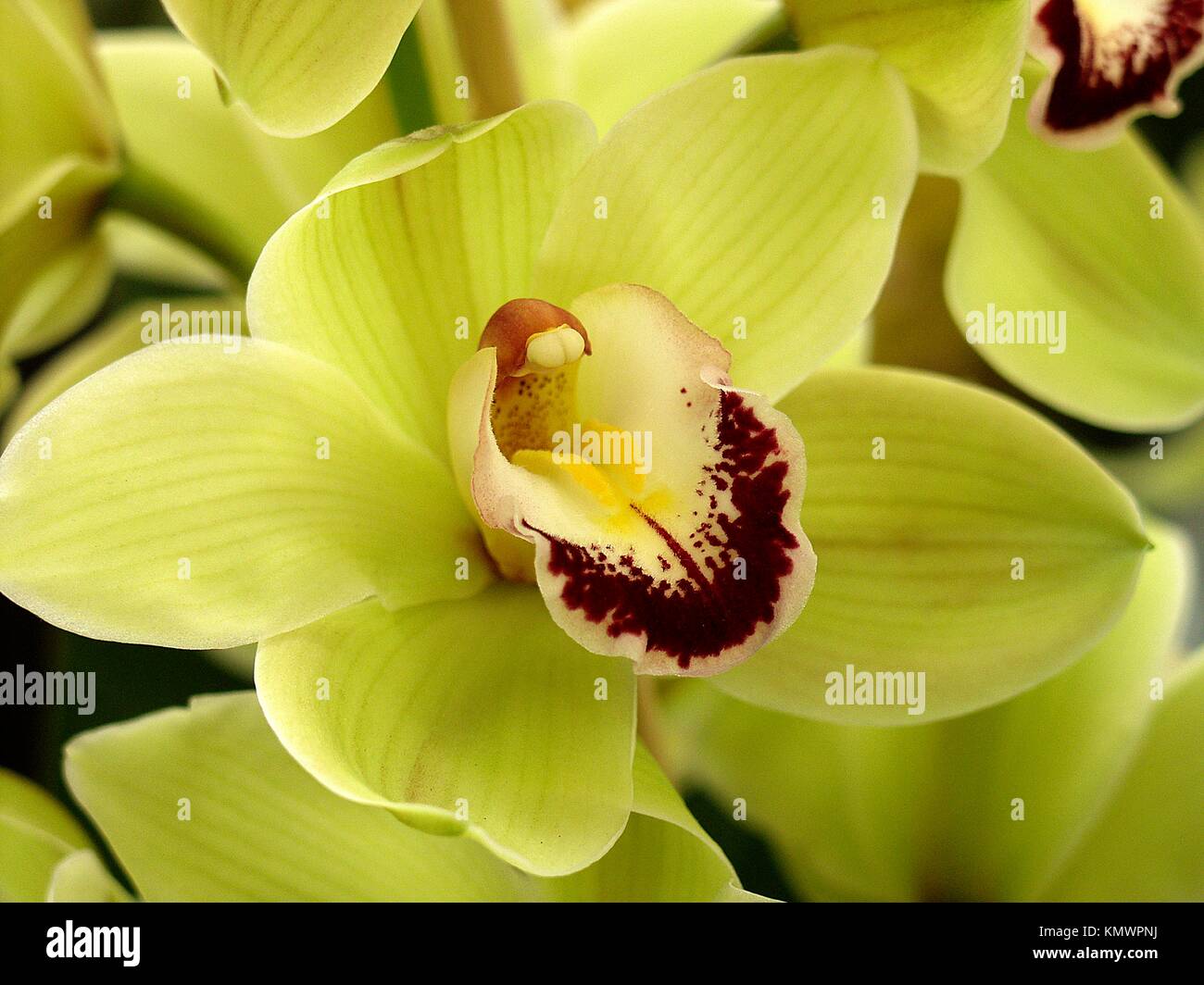 Purple cymbidium hi-res stock photography and images - Alamy