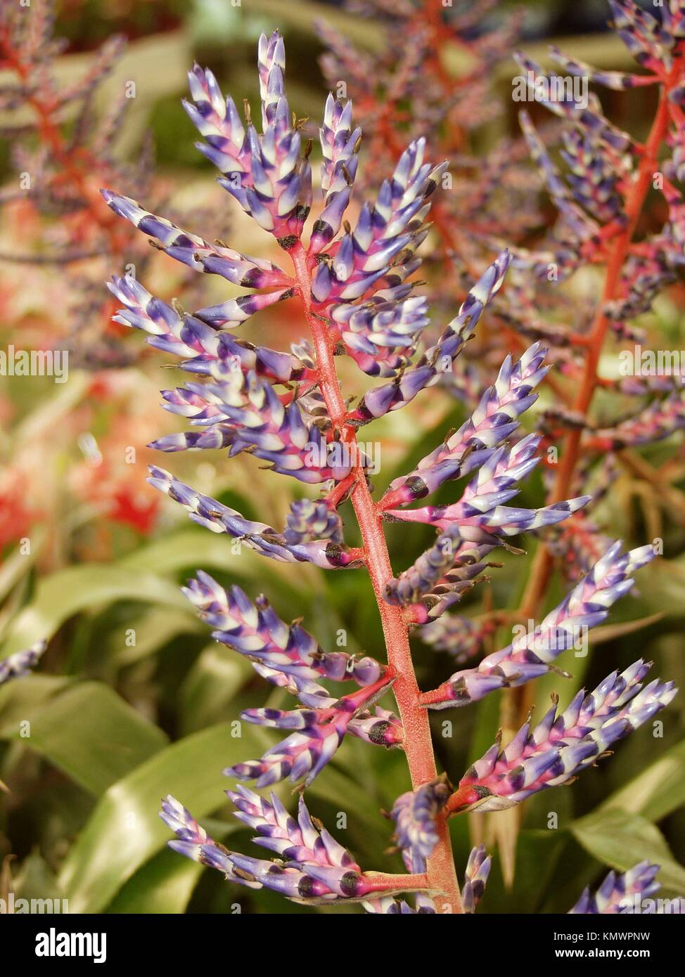 Aechmea pyramidalis aechmea pyramidalis hi-res stock photography and ...