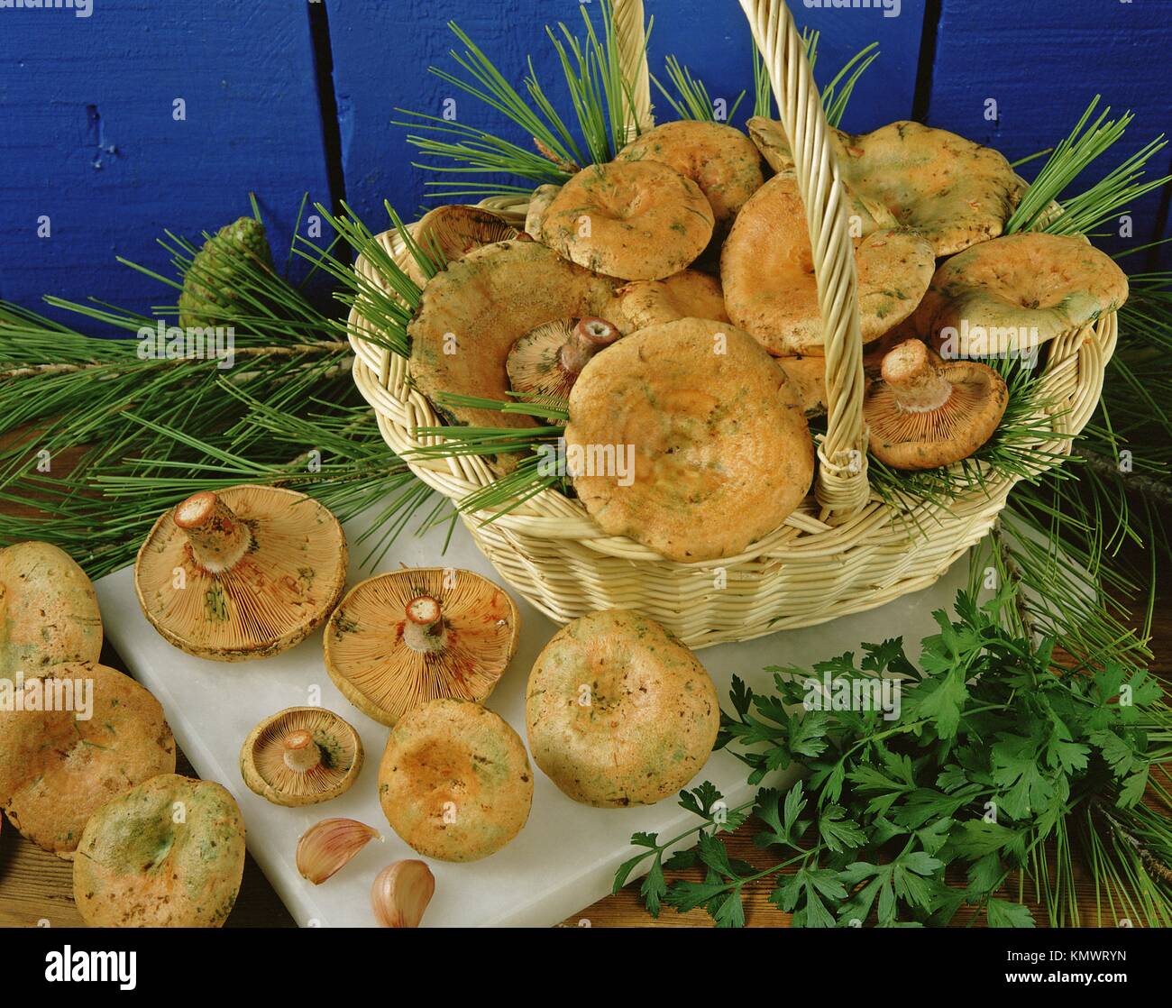 Blue Milk Mushroom High Resolution Stock Photography and Images - Alamy