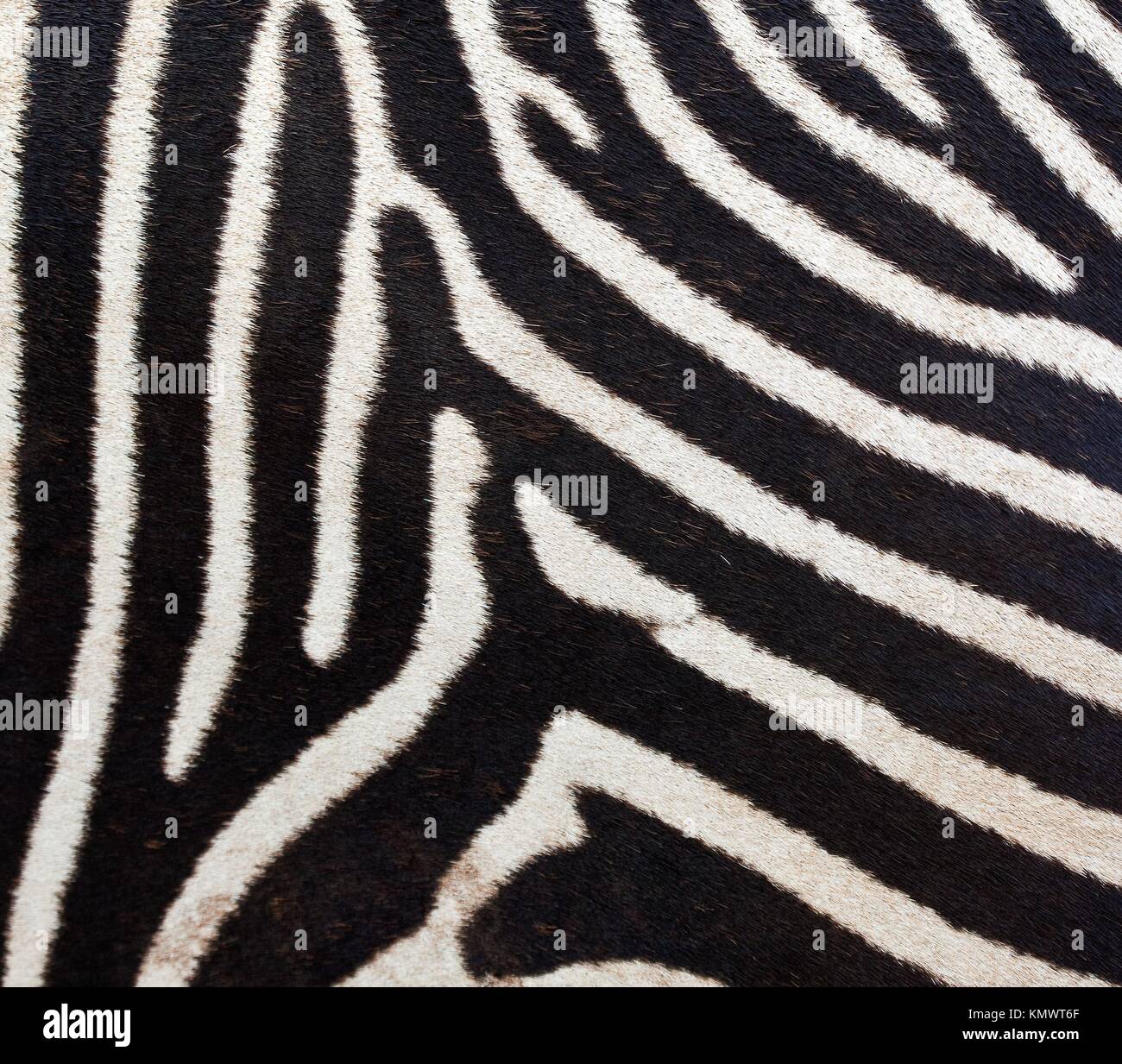 Zebra skin hi-res stock photography and images - Alamy