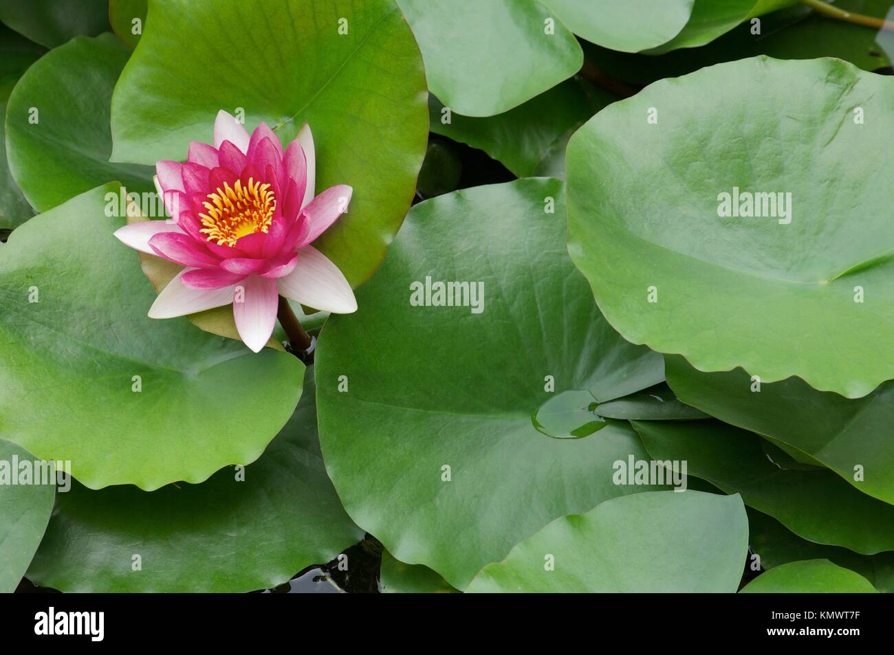 Lotto flower hi-res stock photography and images - Alamy